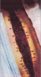 Back to Section 14 Selection Page